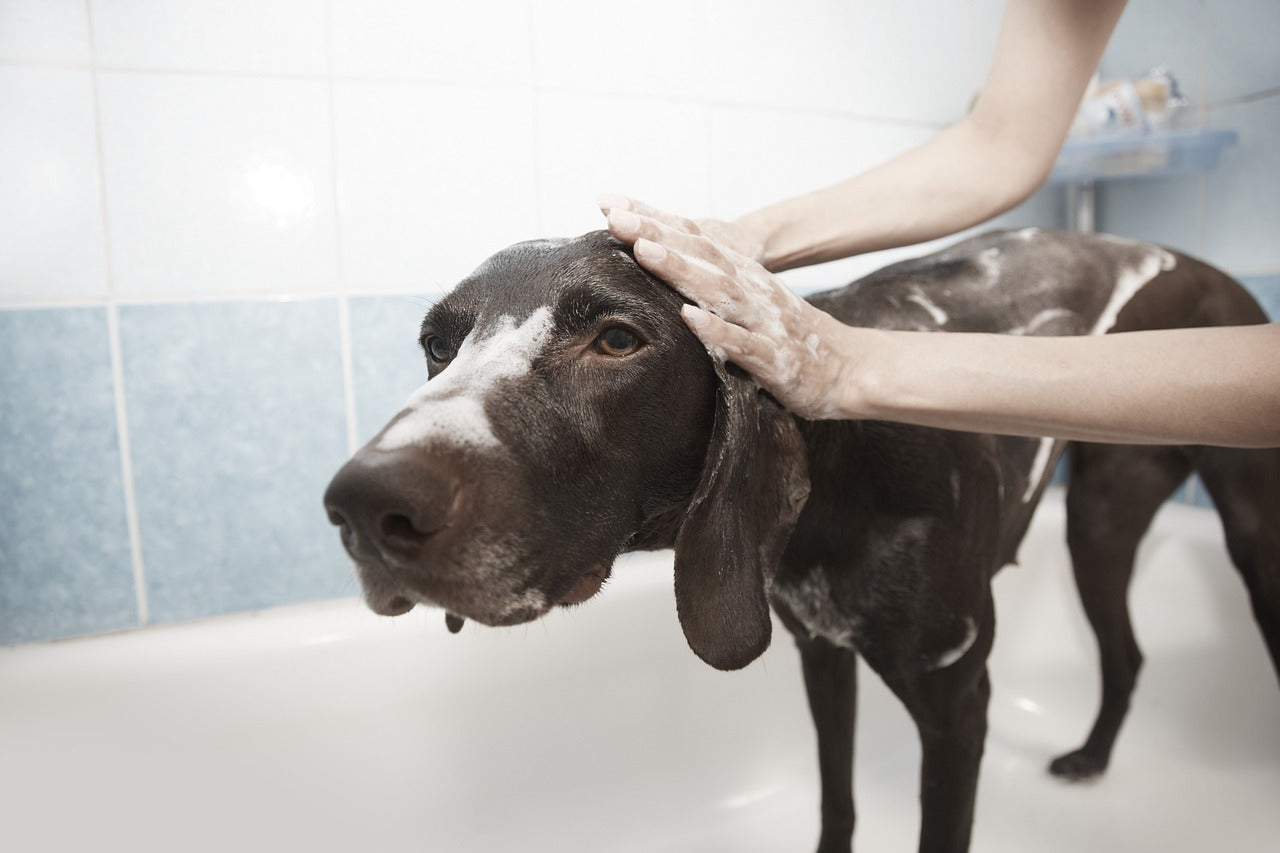 How to Bathe a Dog: The Ultimate Step-by-Step Guide for a Clean, Happy ...