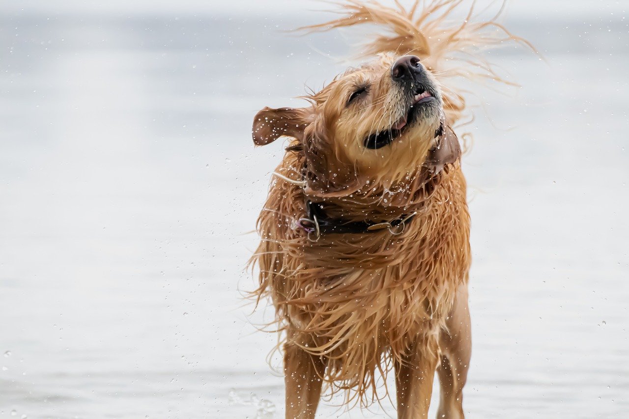 Why Do Wet Dogs Shake Themselves Dry? – HappyDogCentral