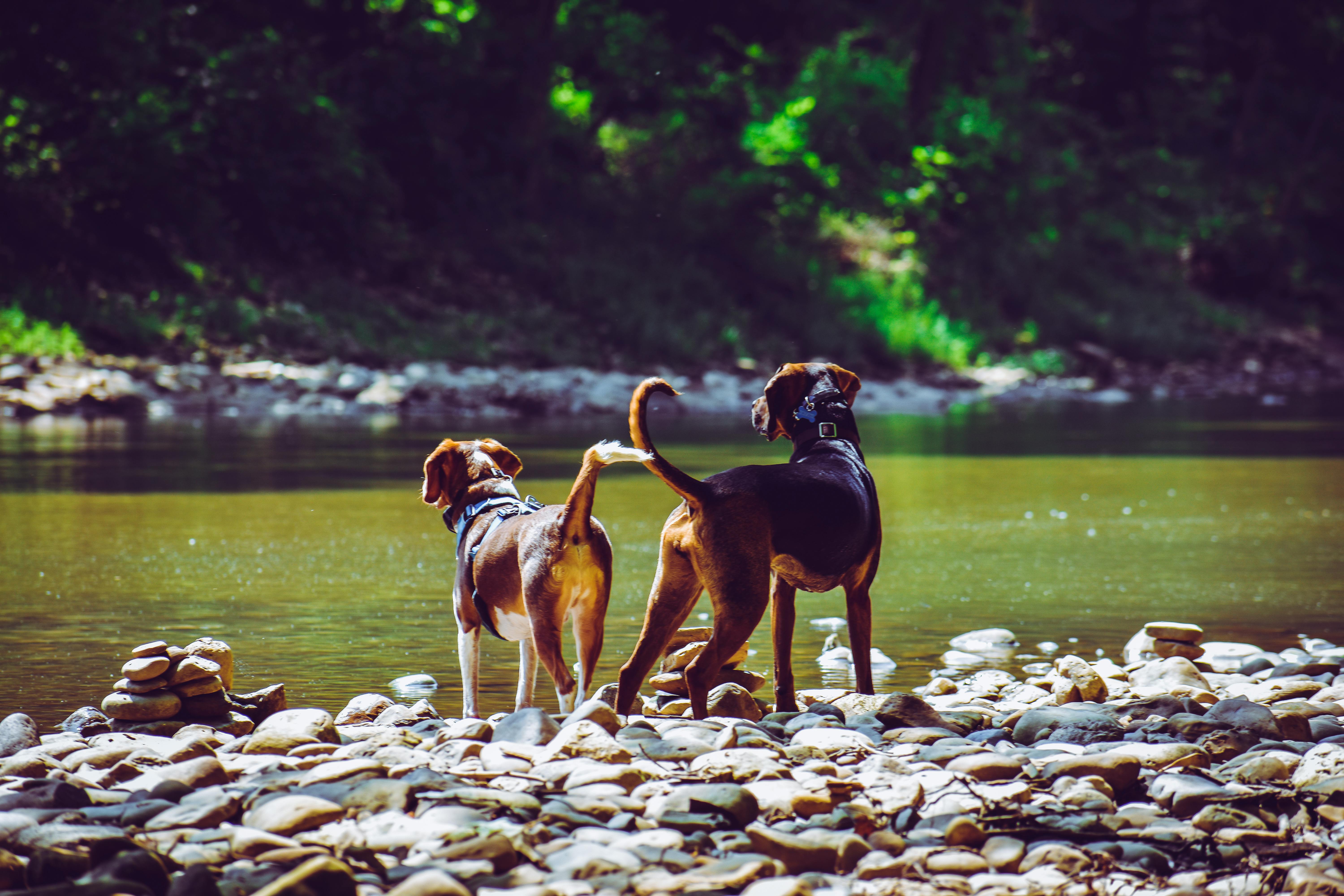 Why Do Dogs Eat Rocks? Causes, Dangers, and How to Stop It ...